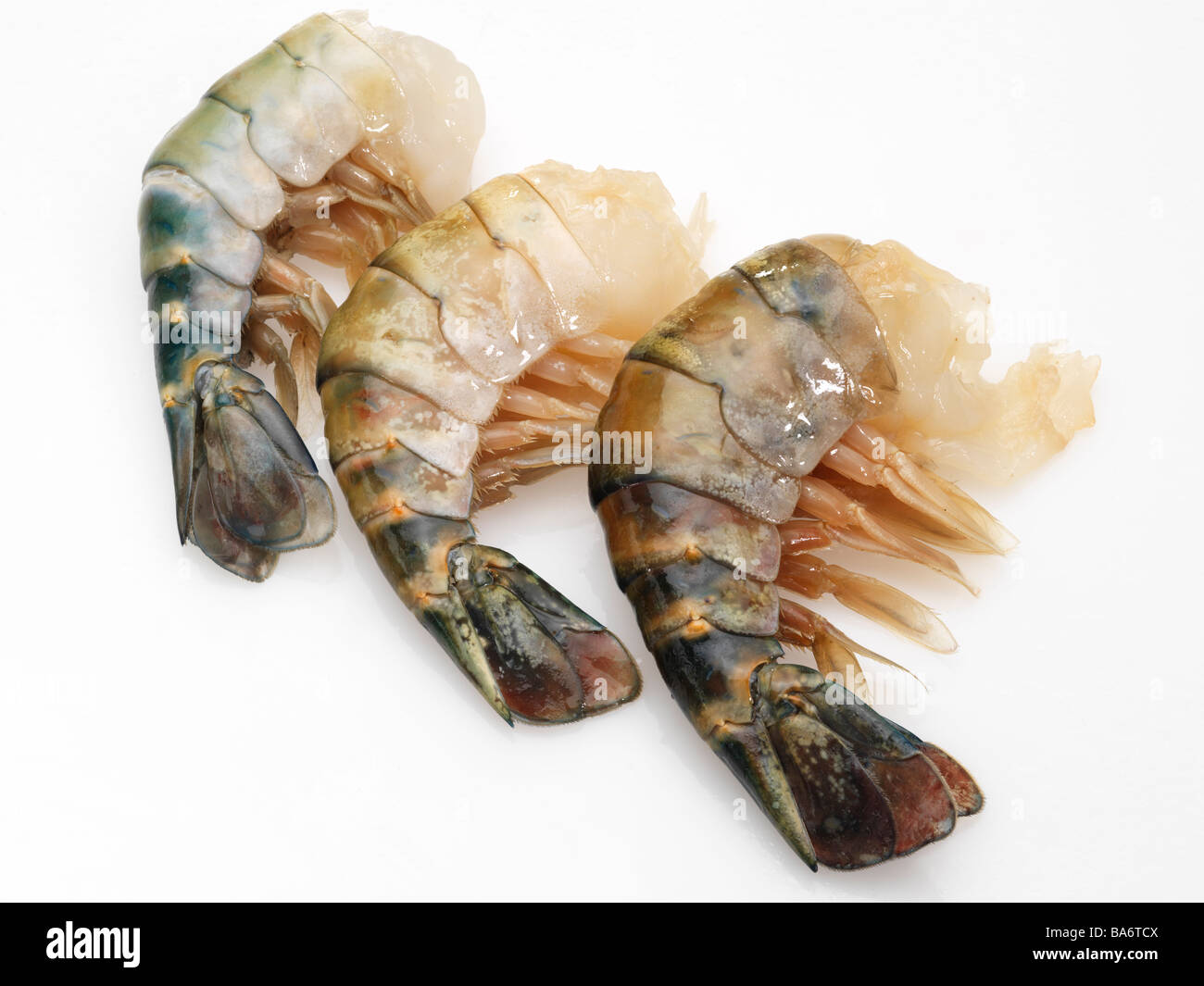 Giant prawn hi-res stock photography and images - Alamy