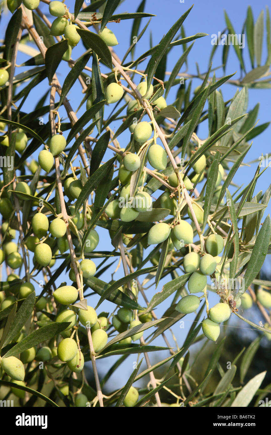 Olive tree branch detail olives green plant useful plant oil-tree Olea ...