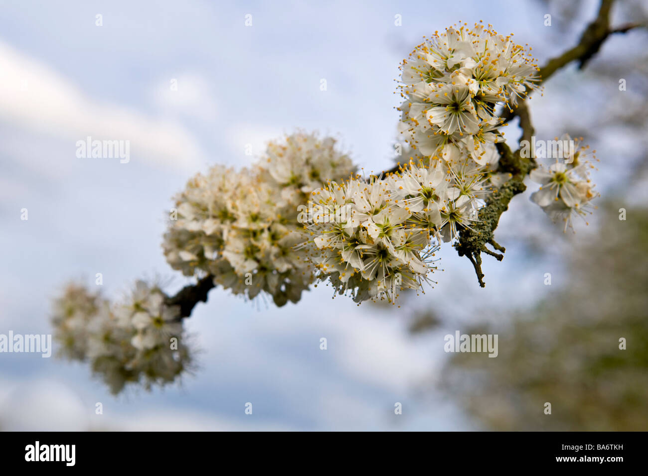 Spring hawthorn nobody britain hi-res stock photography and images - Alamy