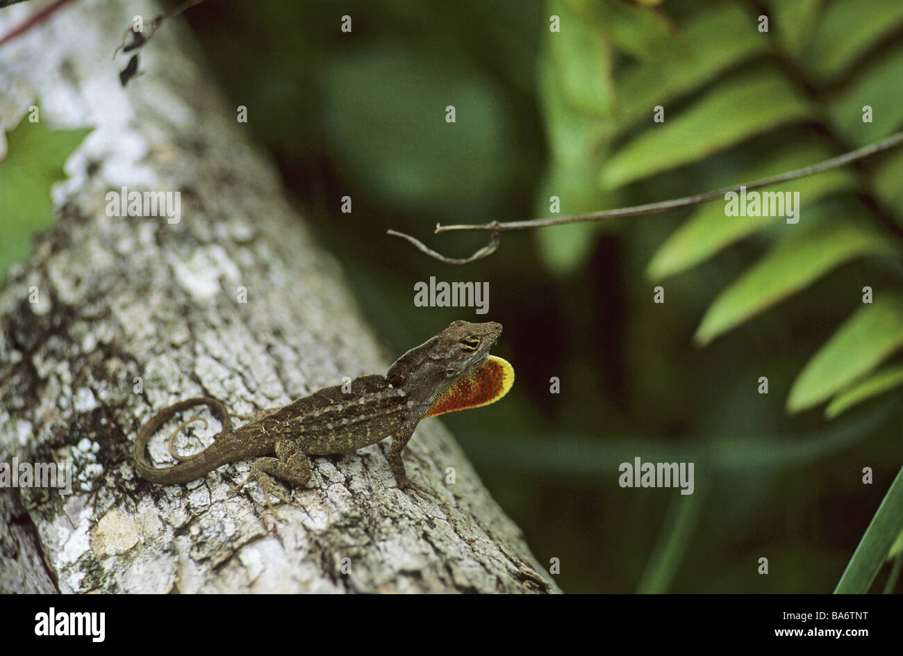 Green and brown anoles hi-res stock photography and images - Alamy