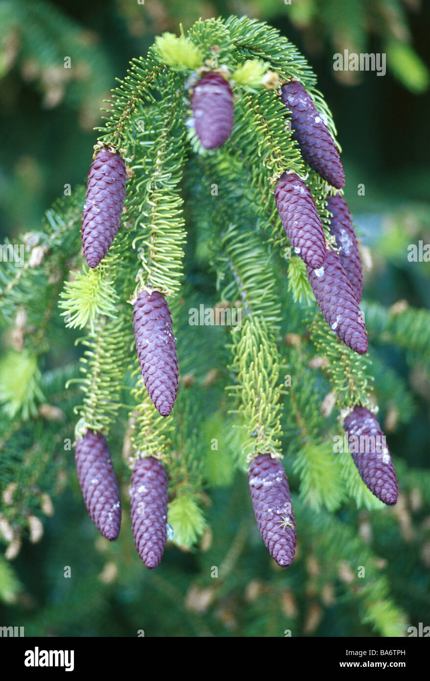 Red-fir Picea abies detail branch taps nature vegetation botany plant ...