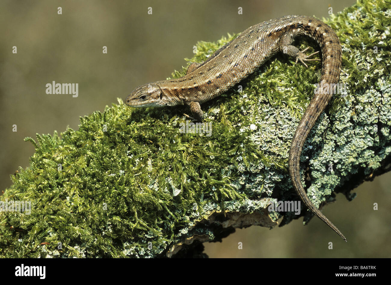 Viviparous Lizard (Lacerta vivipara). Male on a log Stock Photo - Alamy