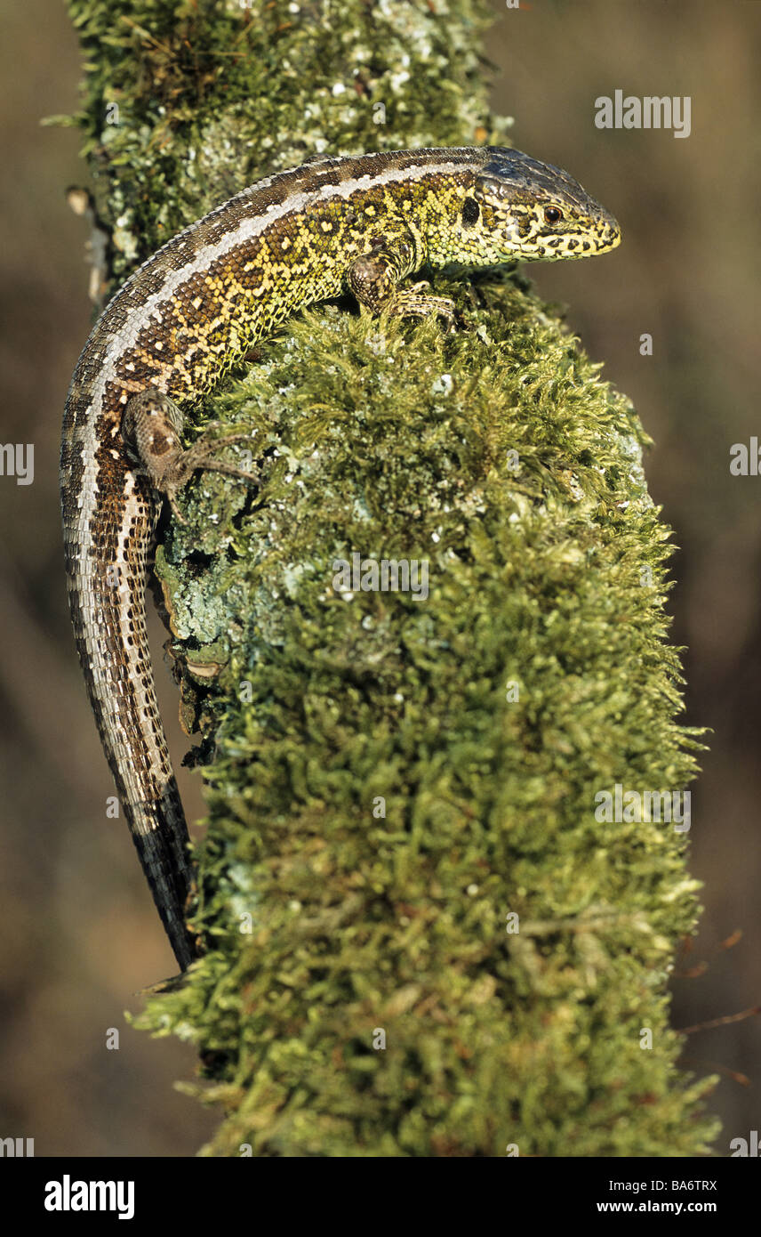 Sand Lizard - male / Lacerta agilis Stock Photo - Alamy