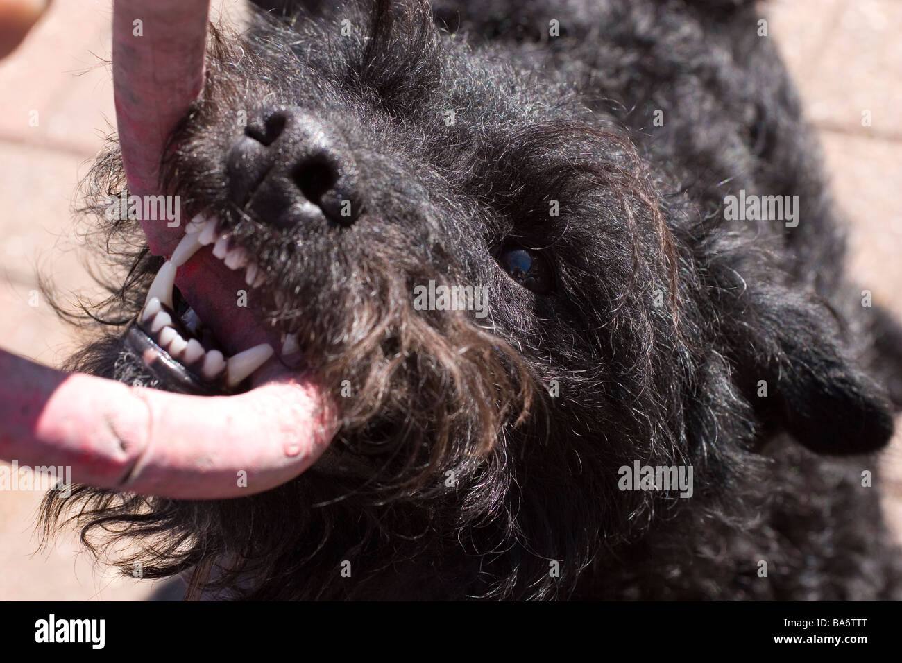 patterdale terrier pulling at a dog toy Stock Photo - Alamy