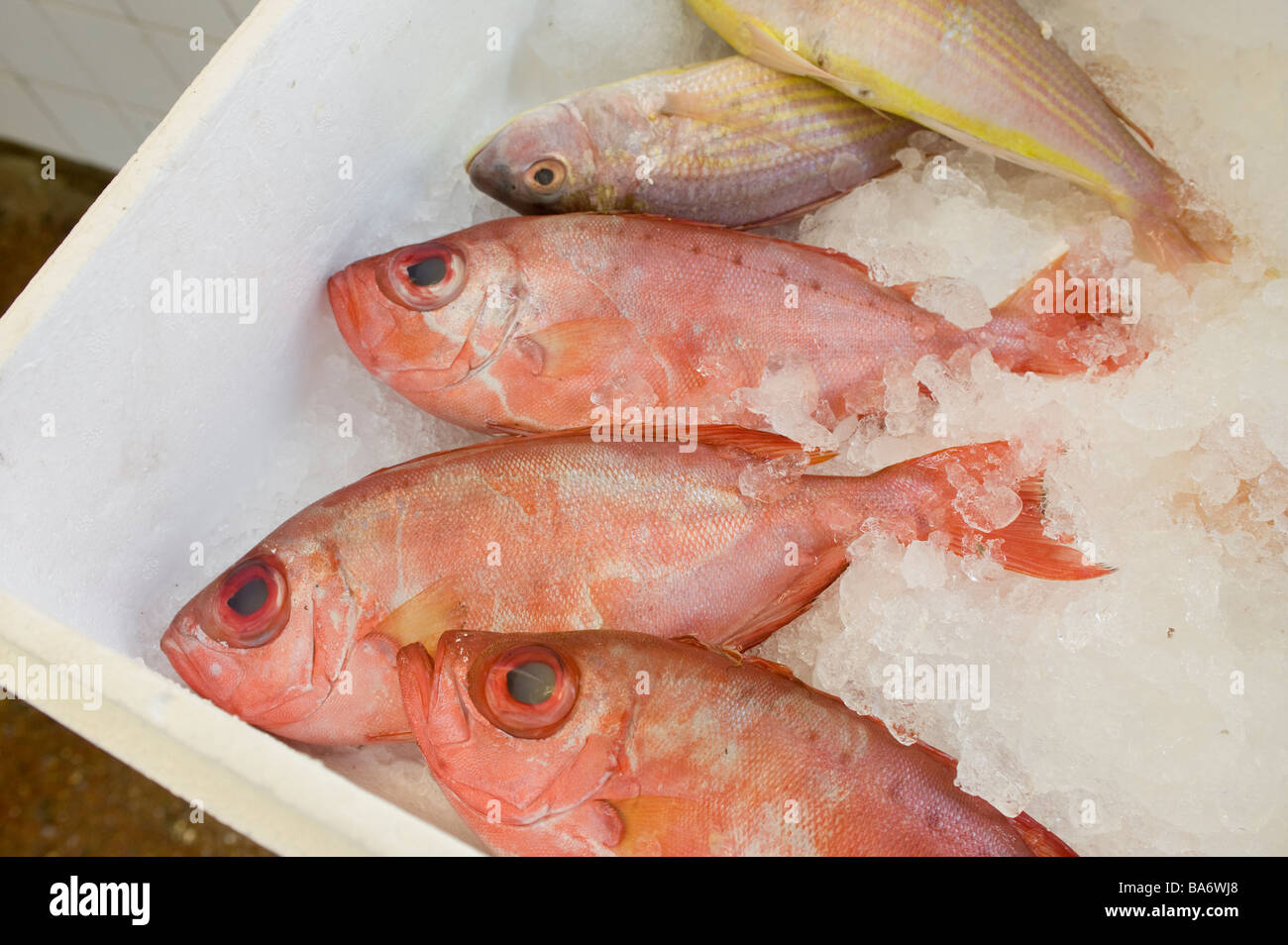 Red snapper fish hi-res stock photography and images - Alamy