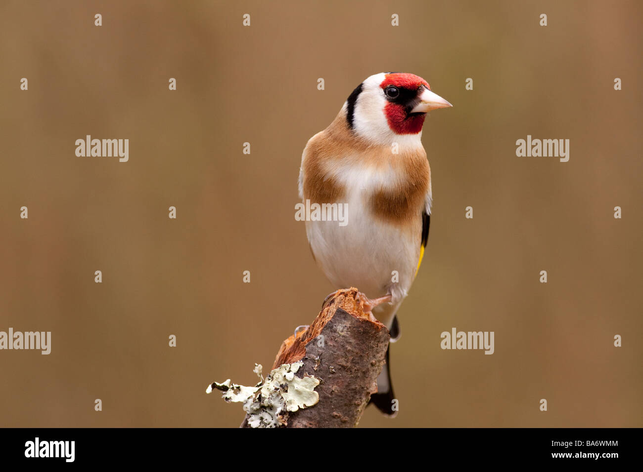 Goldfinch pictures hi-res stock photography and images - Alamy