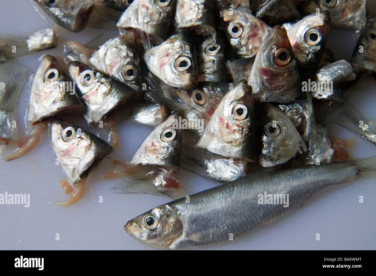 Small oily forage fish hi-res stock photography and images - Alamy