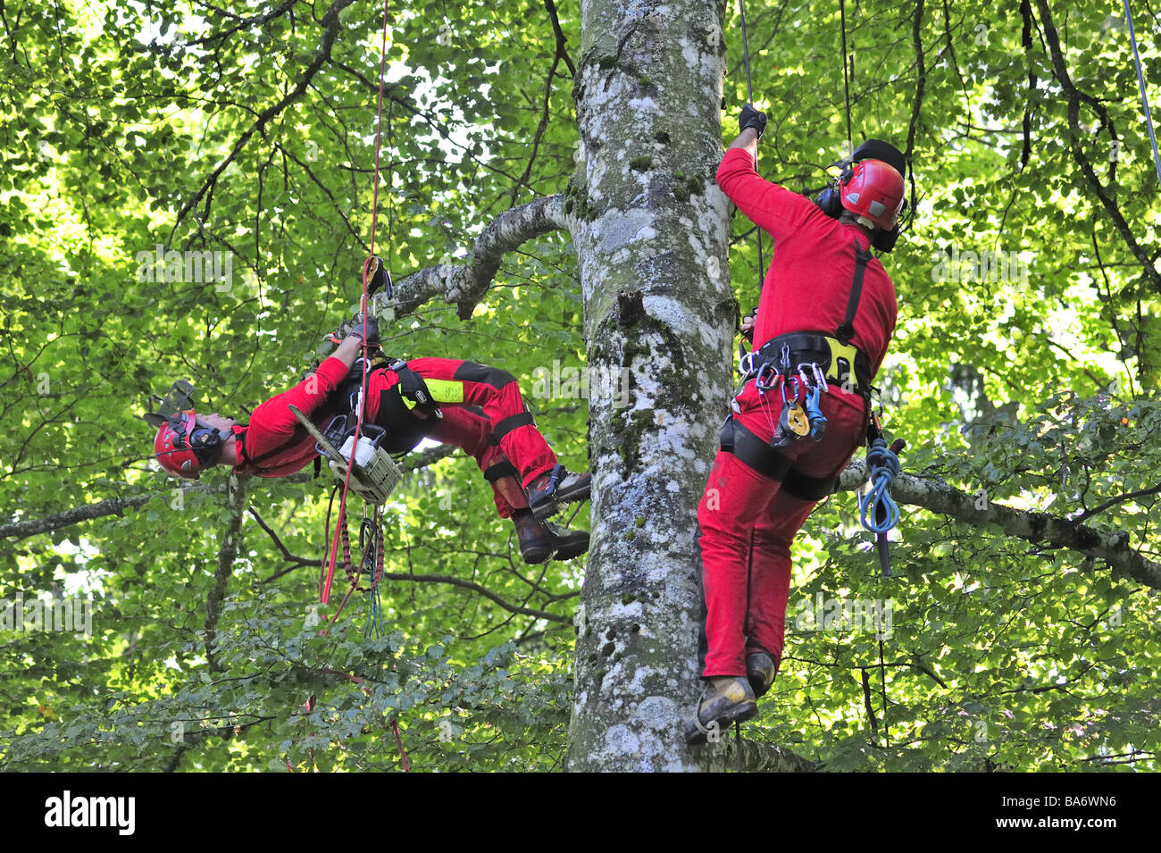 Rescuing an injured logger Stock Photo - Alamy