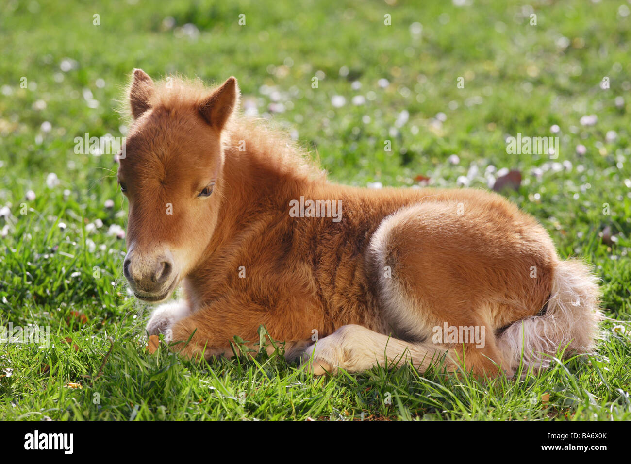 Miniature shetland pony chestnut foal hi-res stock photography and ...