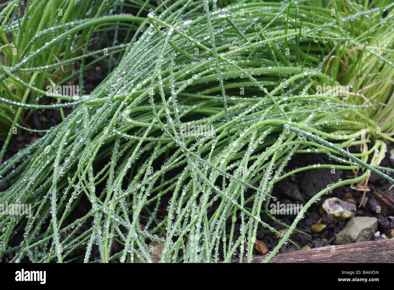 Chives after rain Stock Photo - Alamy