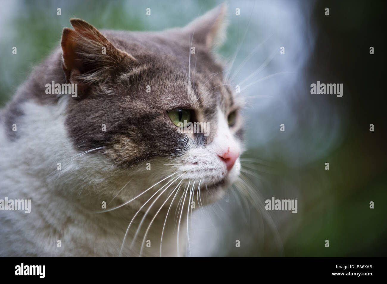 Alley cat hi-res stock photography and images - Alamy