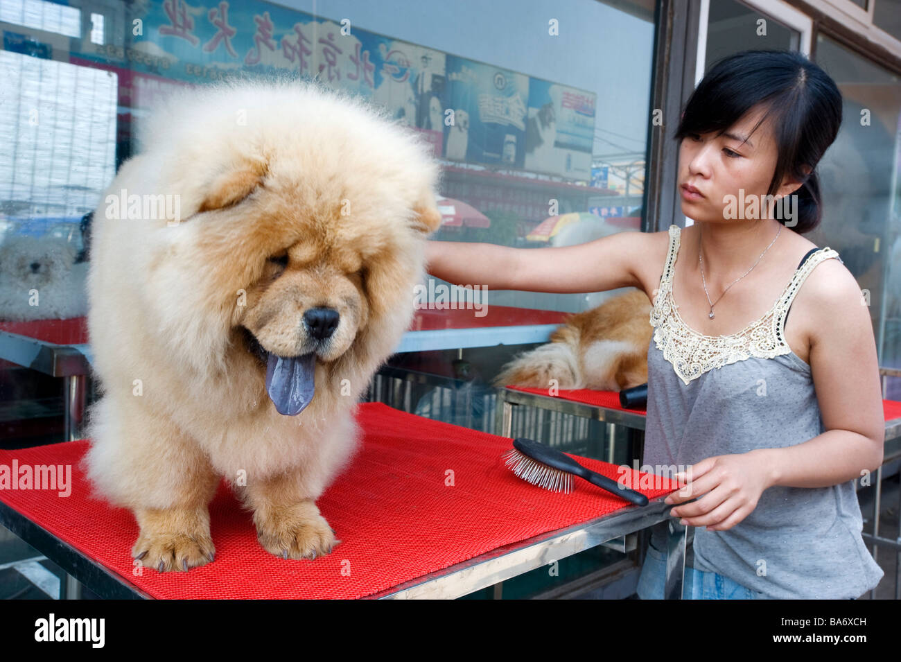 Chowchow dog hi-res stock photography and images - Alamy
