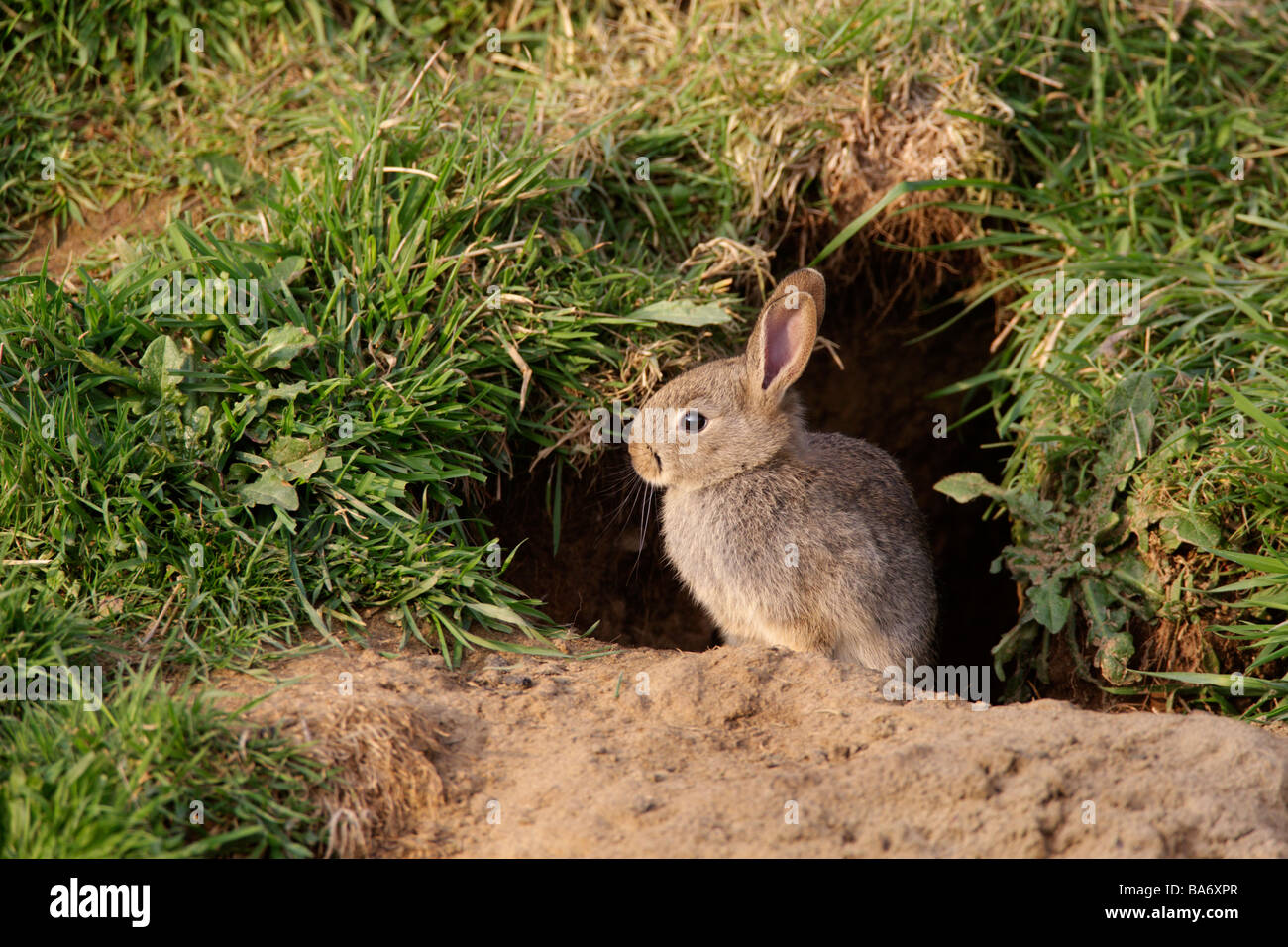 Baby rabbit burrow hi-res stock photography and images - Alamy