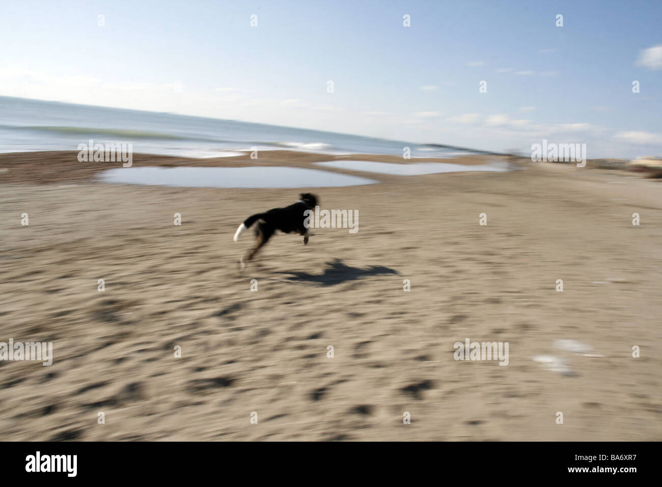 Detail on running dog hi-res stock photography and images - Alamy