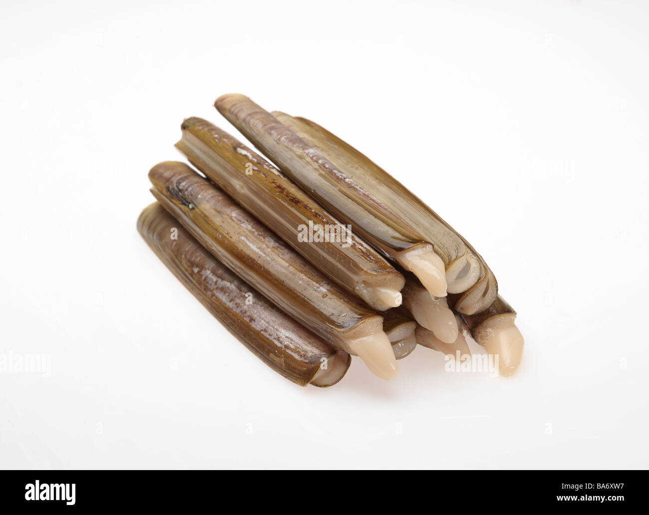 Giant white clams hi-res stock photography and images - Alamy