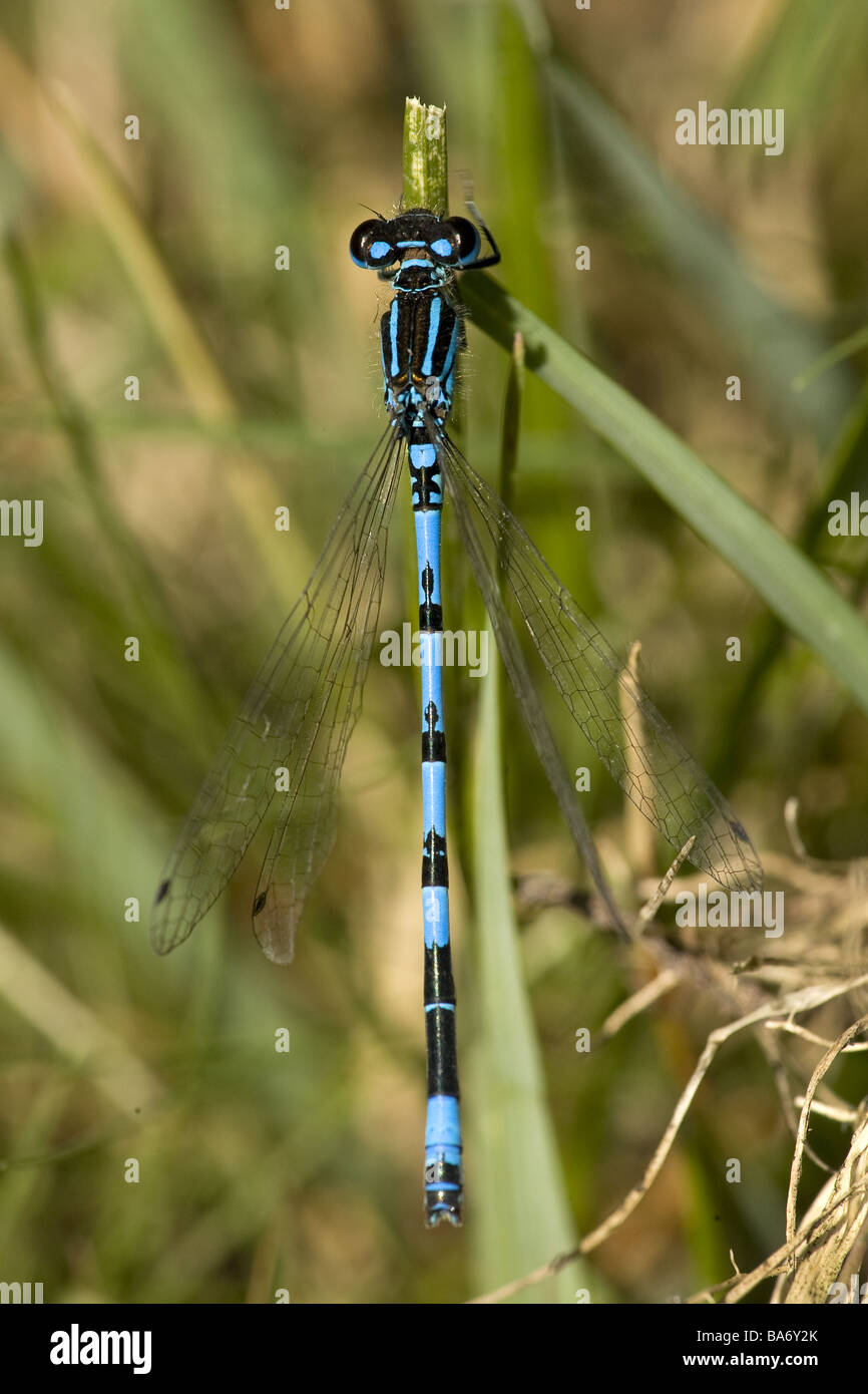 Male Southern Damselfly Coenagrion mercuriale Stock Photo - Alamy