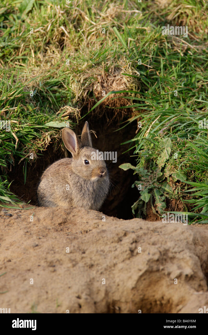 Rabbit burrow hi-res stock photography and images - Alamy