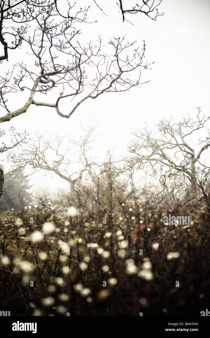 Dew drops on the trees Stock Photo - Alamy