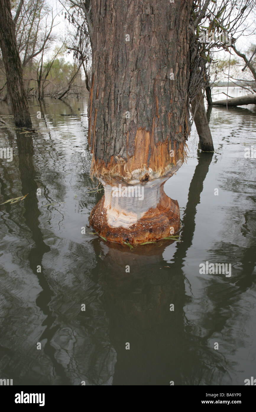 Beaver chewed tree hi-res stock photography and images - Alamy