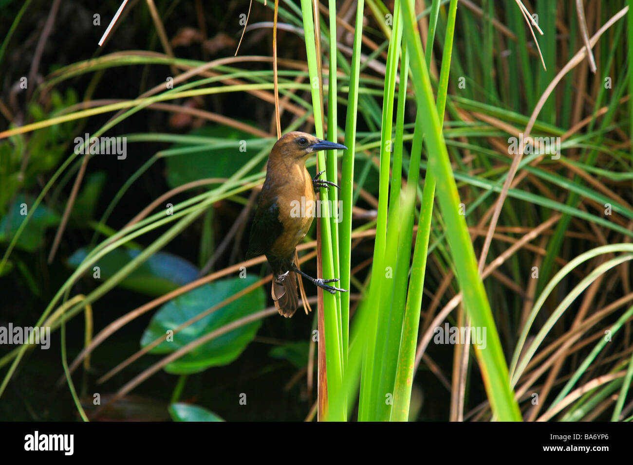 Least Bittern bird as seen in the Everglades in Florida,USA,North ...