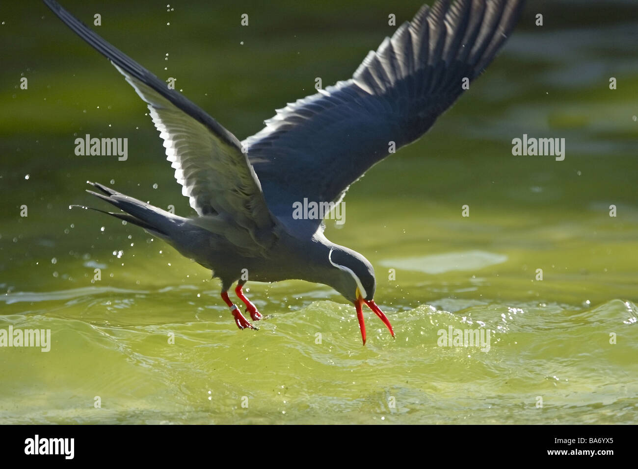 Sea Inca-tern Larosterna inca flight hunt side-opinion animals game ...
