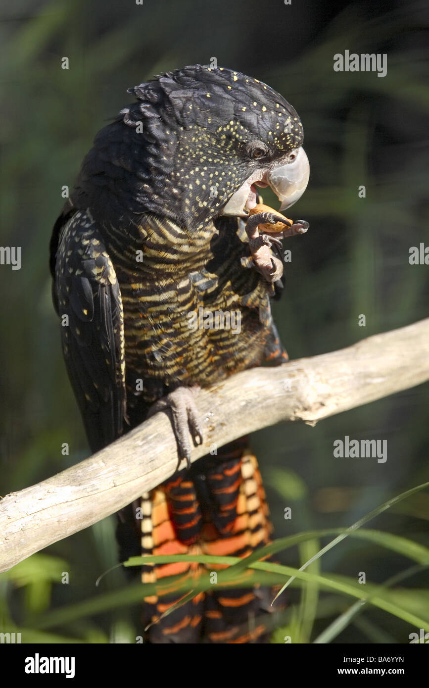 Tame raven hi-res stock photography and images - Alamy