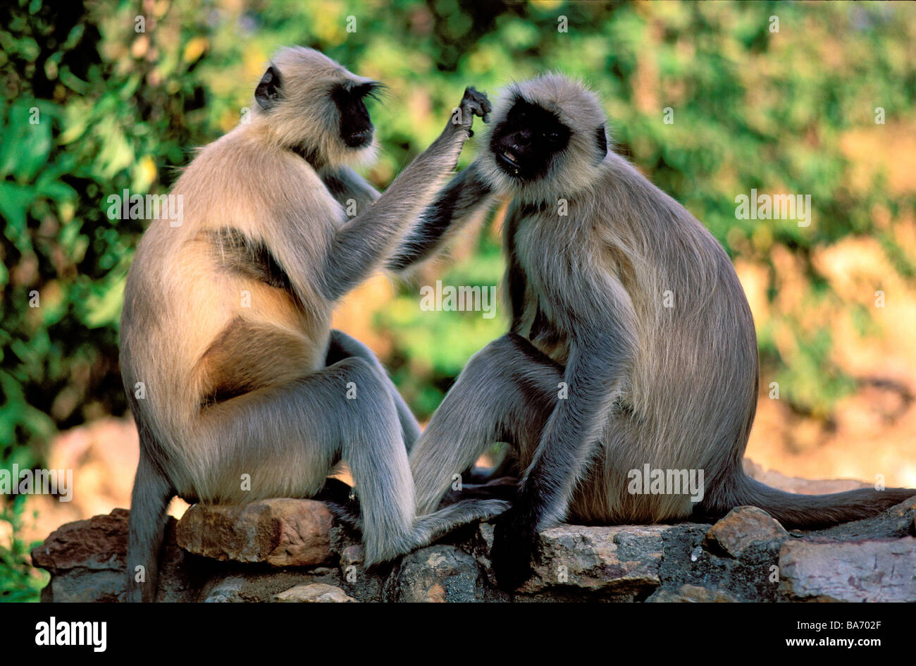 Delousing monkeys hi-res stock photography and images - Alamy