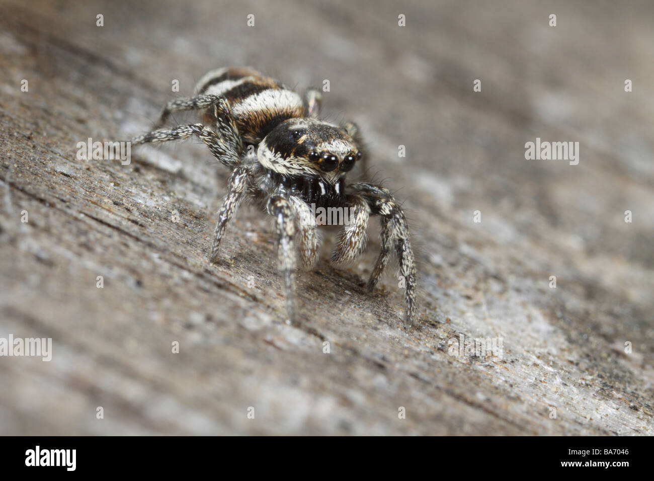 Zebra Jumping Spider Ireland at Allan Moyer blog