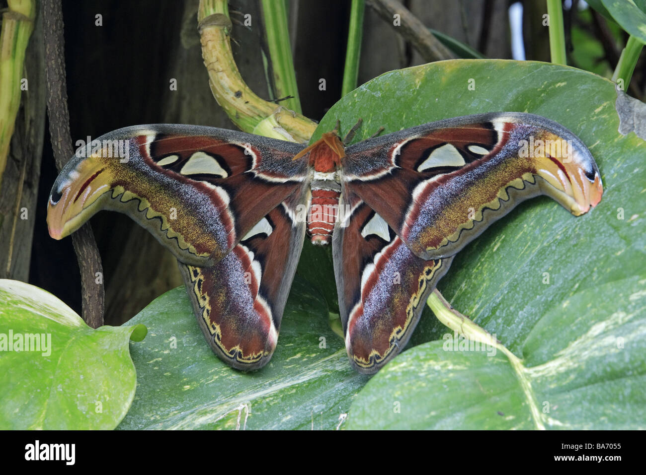 Leaf butterfly atlas-nutcases Attacus atlas from above animals insects ...