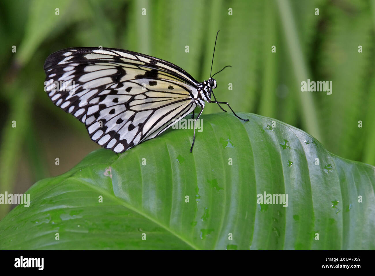 Leaf butterfly white tree-nymph Idea leuconoe side-opinion animals ...