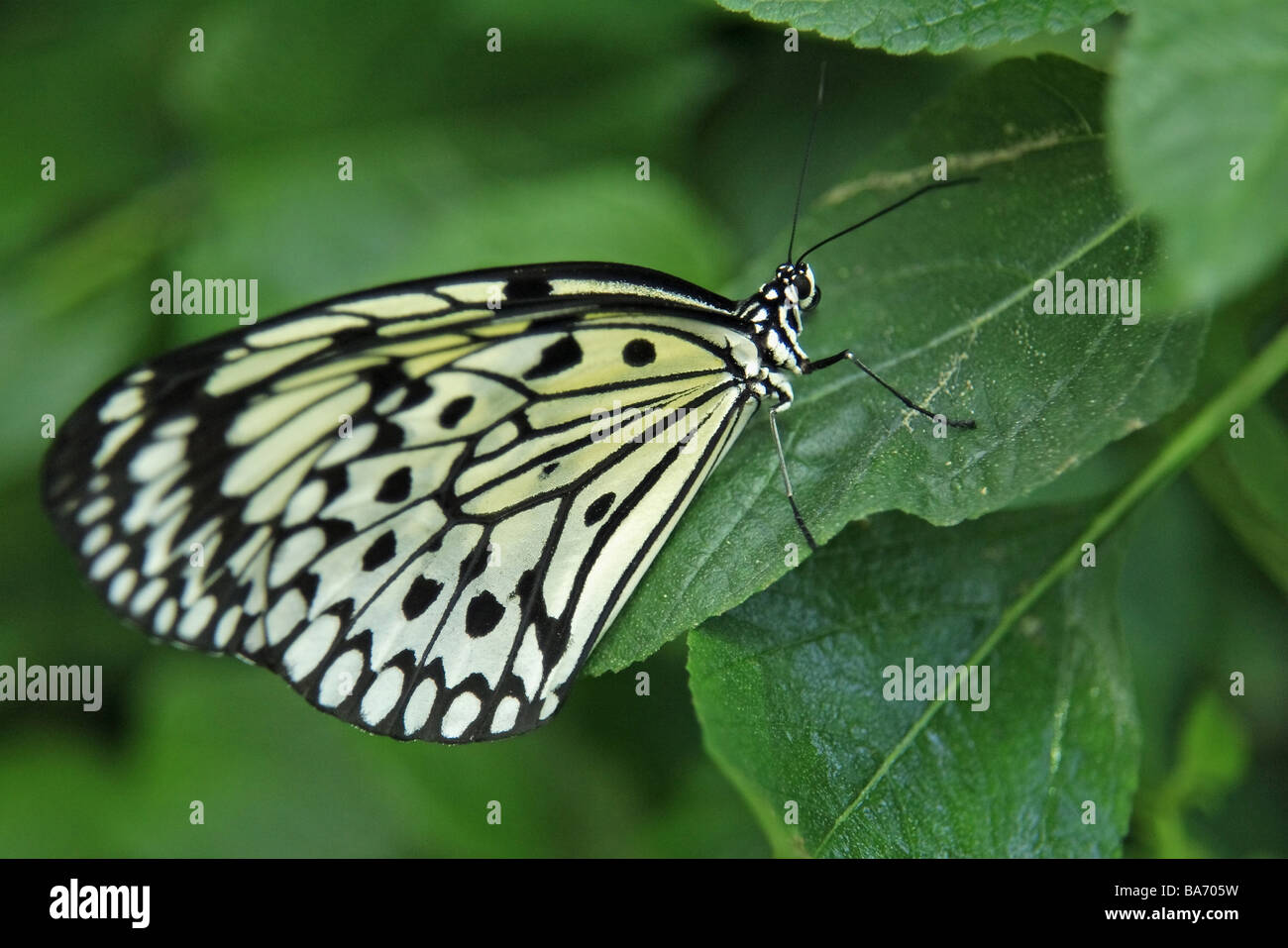 Leaf butterfly white tree-nymph Idea leuconoe side-opinion animals ...