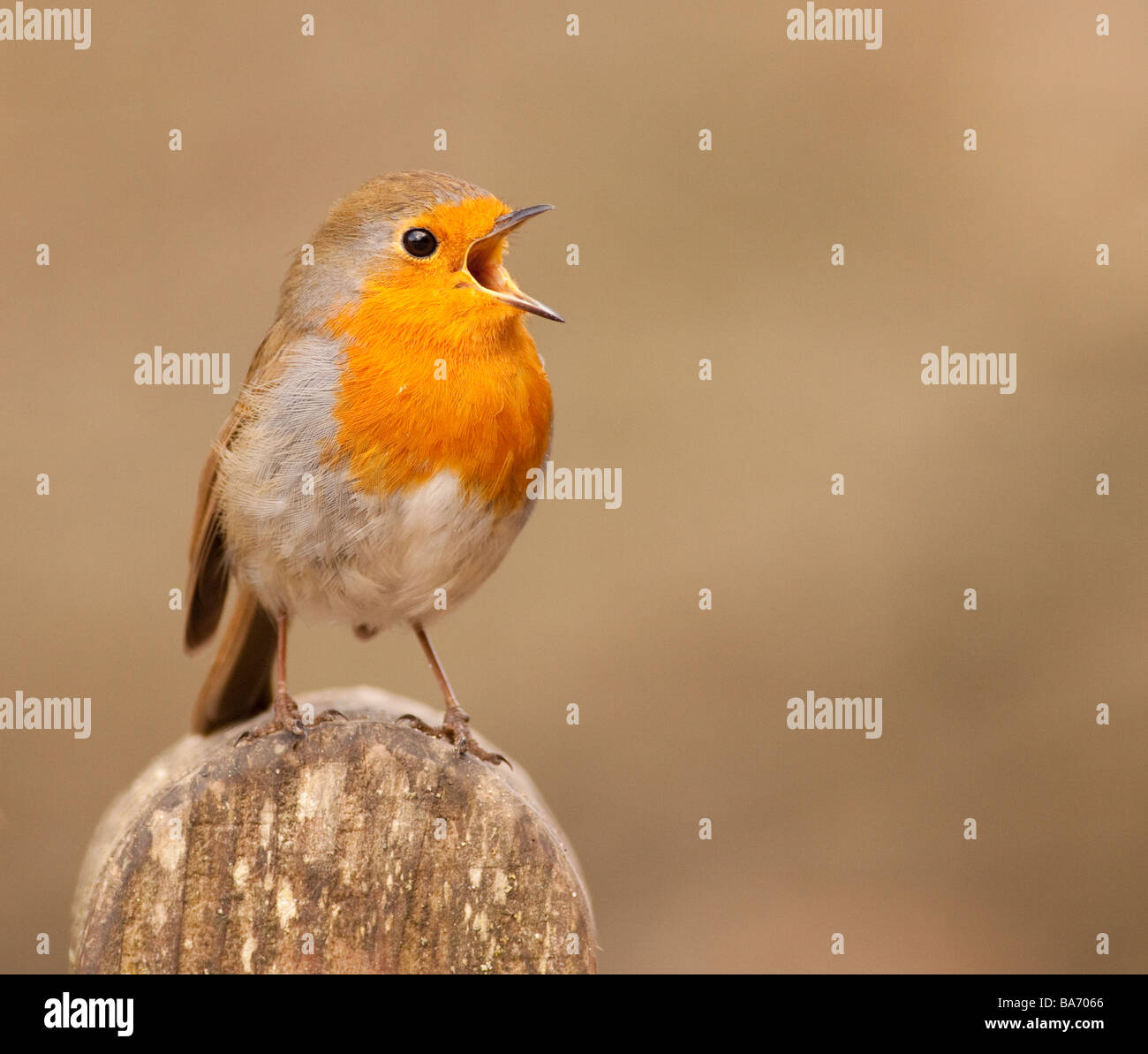 Robin pictures hi-res stock photography and images - Alamy
