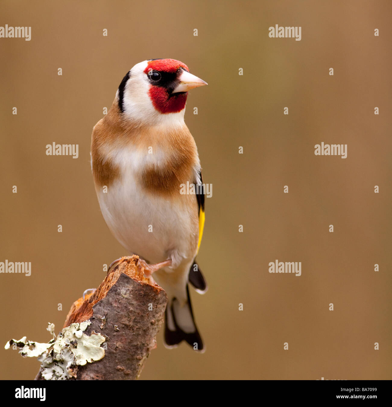 British garden birds hi-res stock photography and images - Alamy
