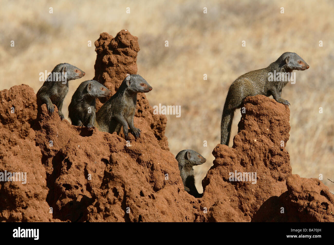 Termite-hills Zwergmangusten Helogale undulata vigilance series Africa ...