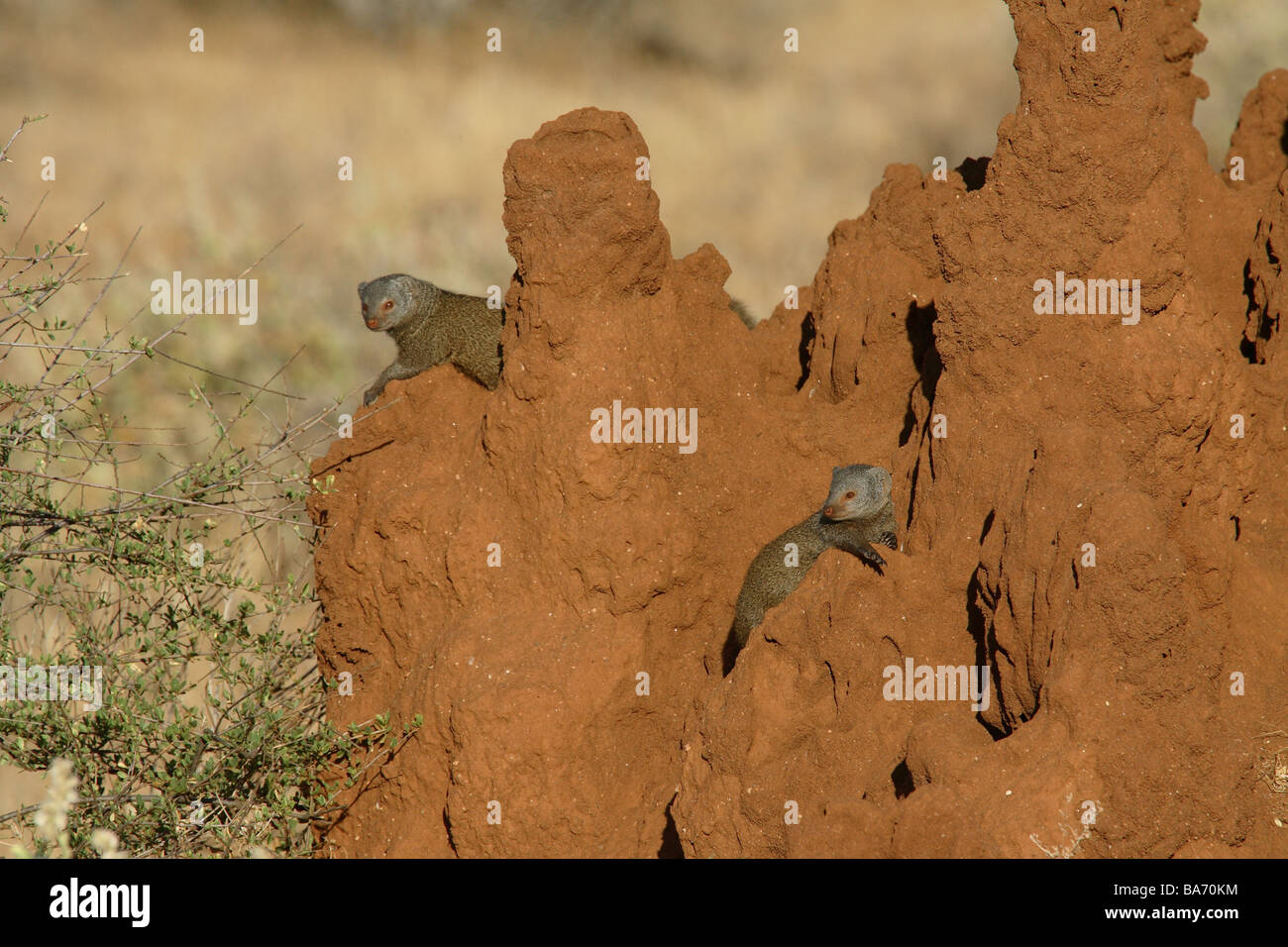 Termite-hills Zwergmangusten Helogale undulata vigilance series Africa ...