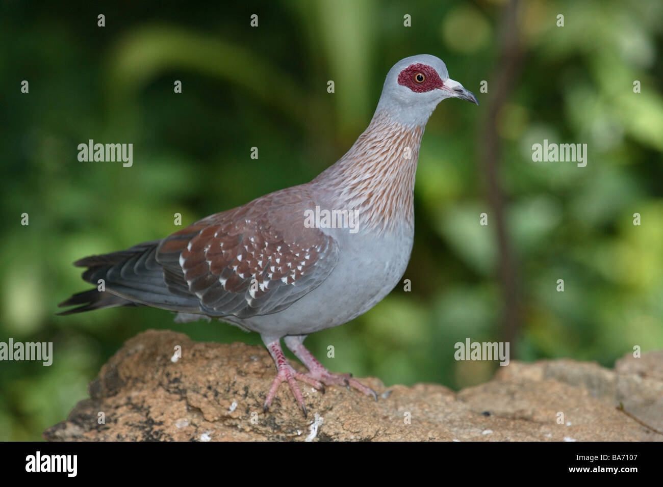 Guinea-pigeon Columba Guinea at the side series Africa Samburu Kenya ...
