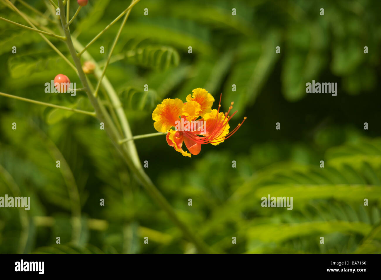 National Flower of Barbados, Yellow and Red Poinciana or "Caesalpinia ...