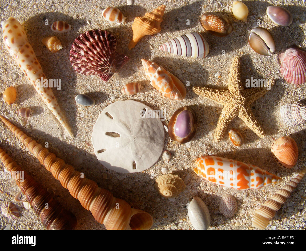 seashells, sand dollar and starfish on white sand Stock Photo - Alamy