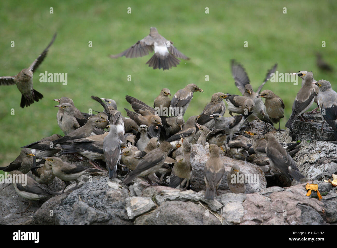 Rag-star Creatophora cinerea stone bird-flock series Africa Kenya ...