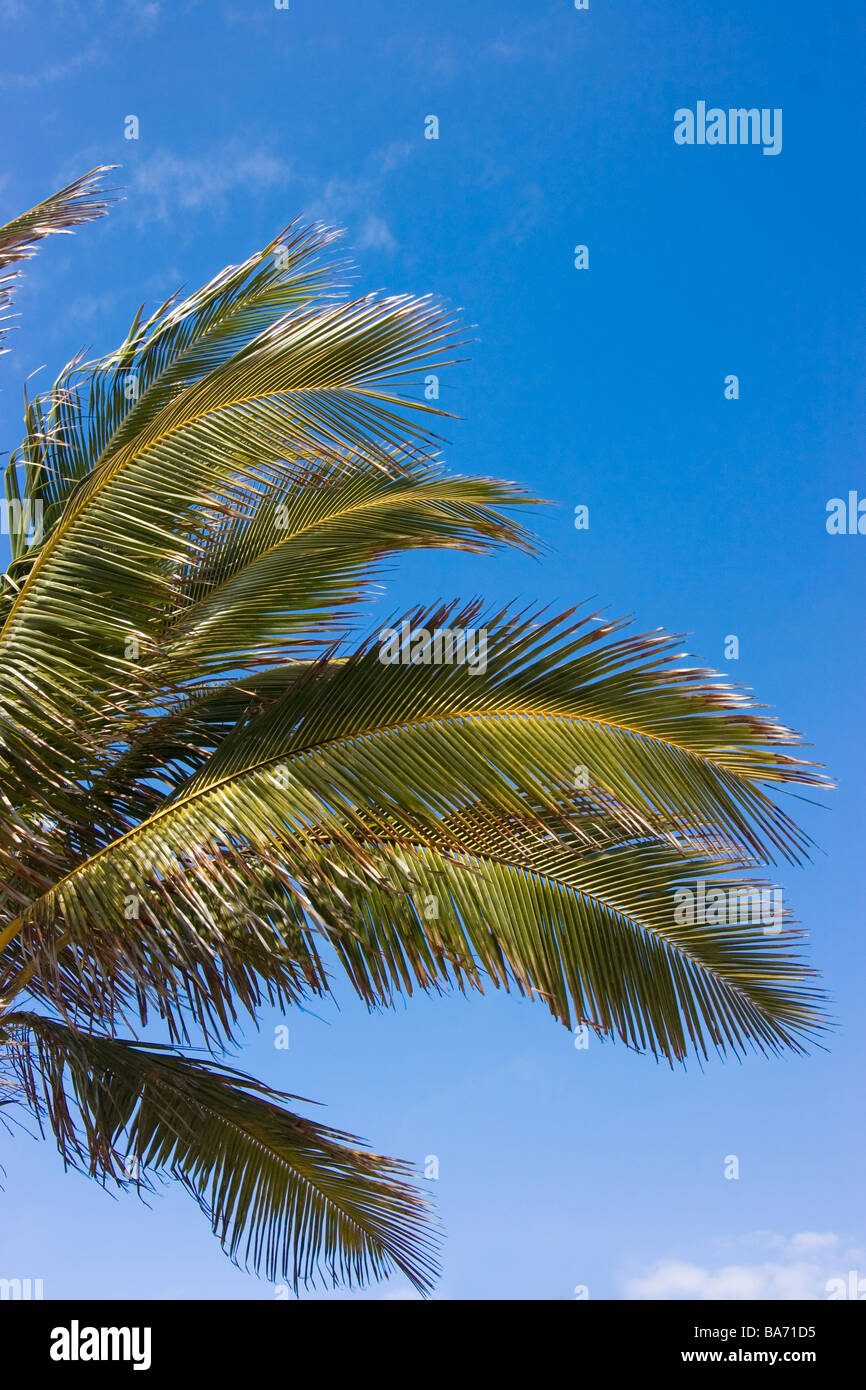 Gran canaria palm tree hi-res stock photography and images - Alamy