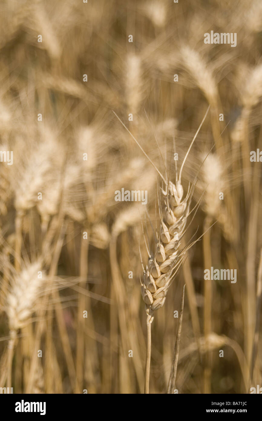 Wheat-field head close-up grains cultivation grain-cultivation heads ...