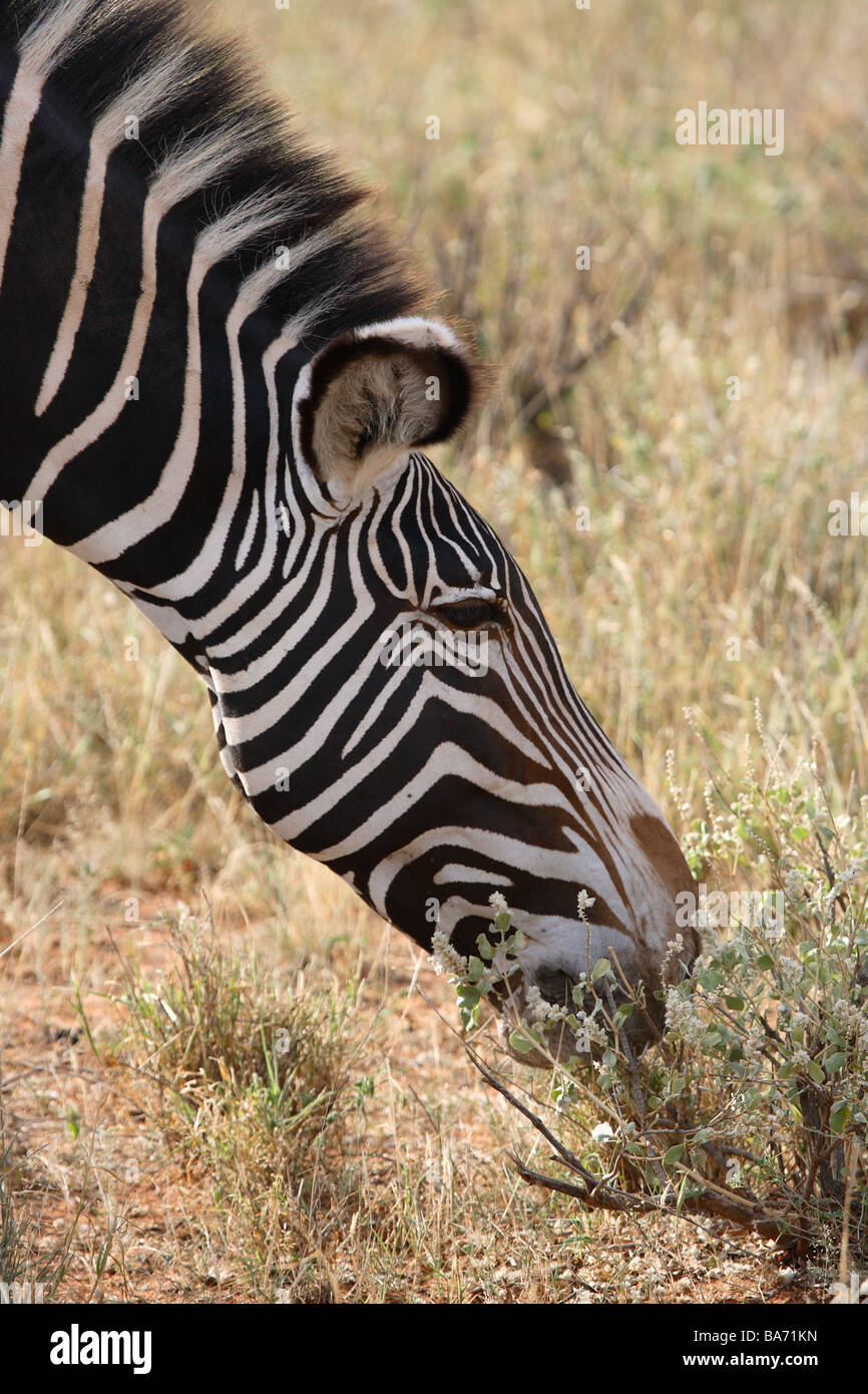 Steppe Grevyzebra Equus grevyi side-portrait series Africa Kenya ...
