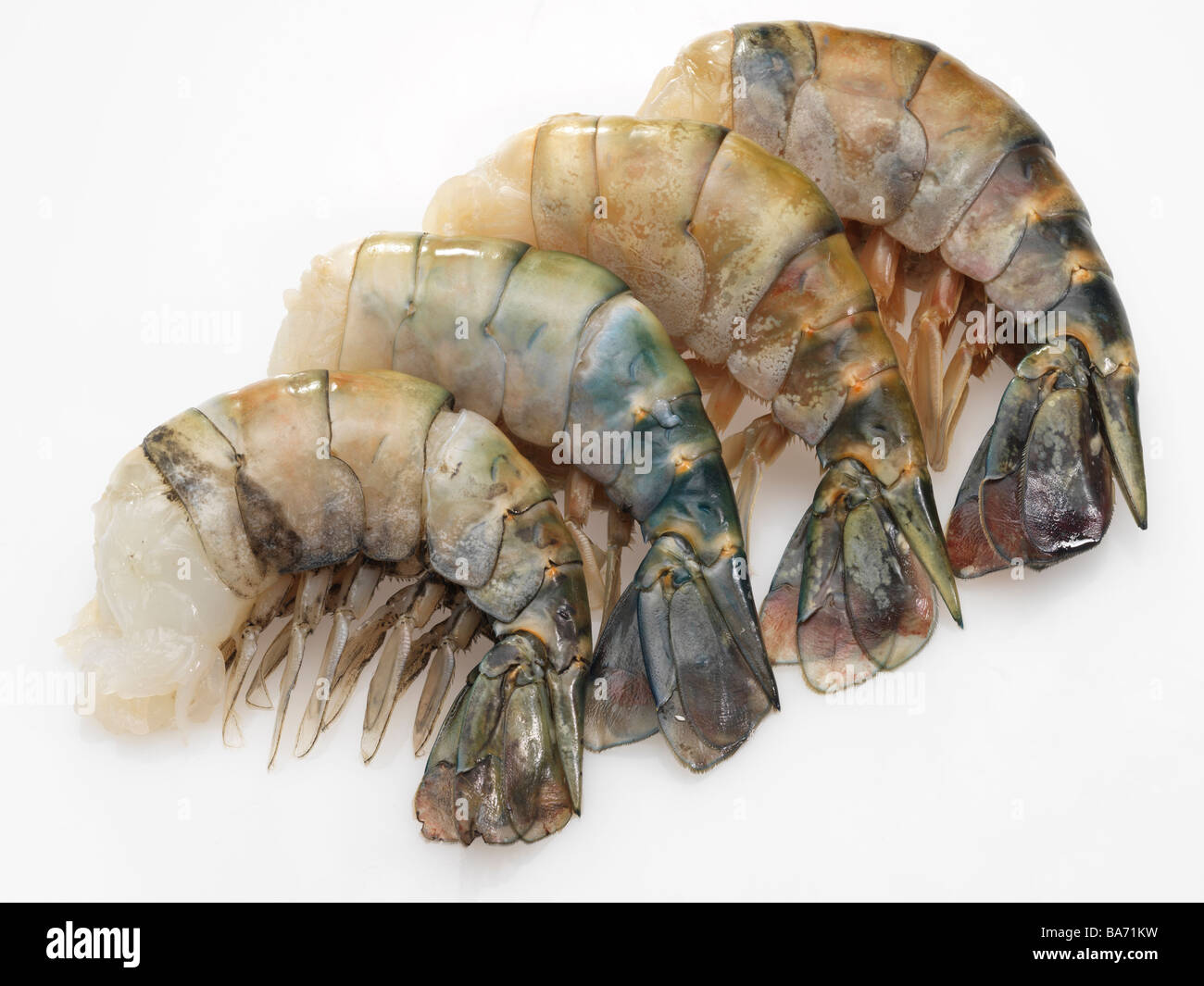 Giant prawn hi-res stock photography and images - Alamy