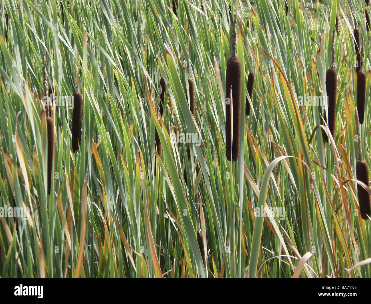 Moist-area reed bulrushes Typha spec. Bog swamp shore-area reed-meadow ...