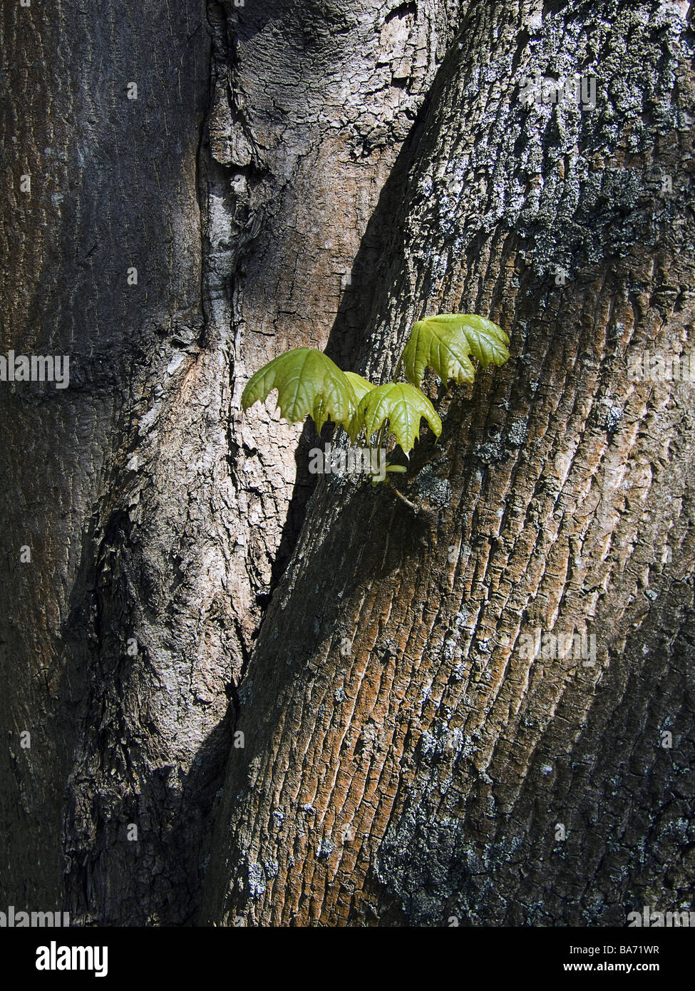 Log maple instinct leaves detail nature plants botany tree maple-tree ...
