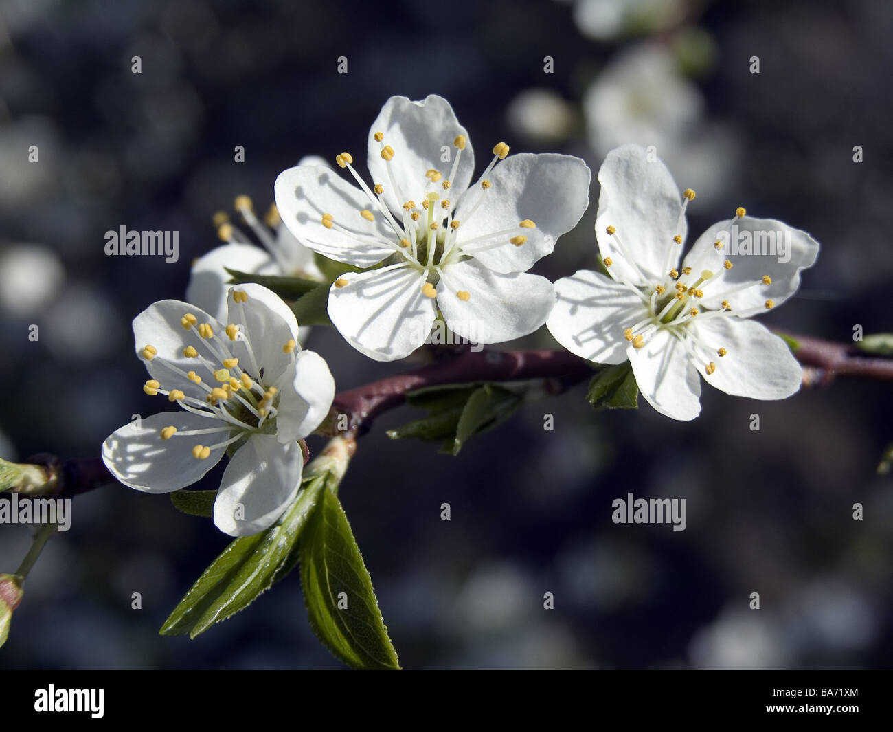 Apple tree branch blooms close-up nature plants botany plant tree ...
