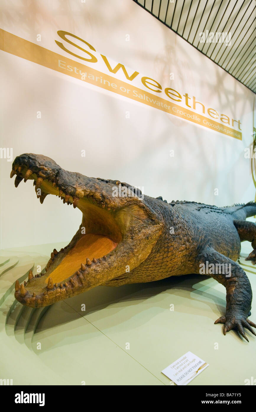 Sweetheart the crocodile in the Museum and Art Gallery of the Northern ...