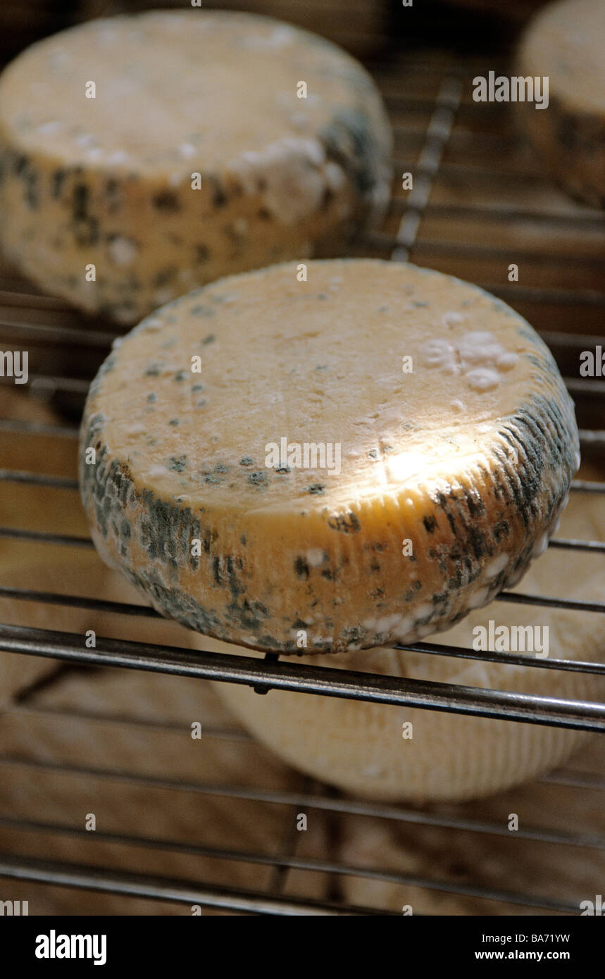 France, Corse du Sud, Bastelicaccia, ewe's milk cheese of Bastelicaccia ...