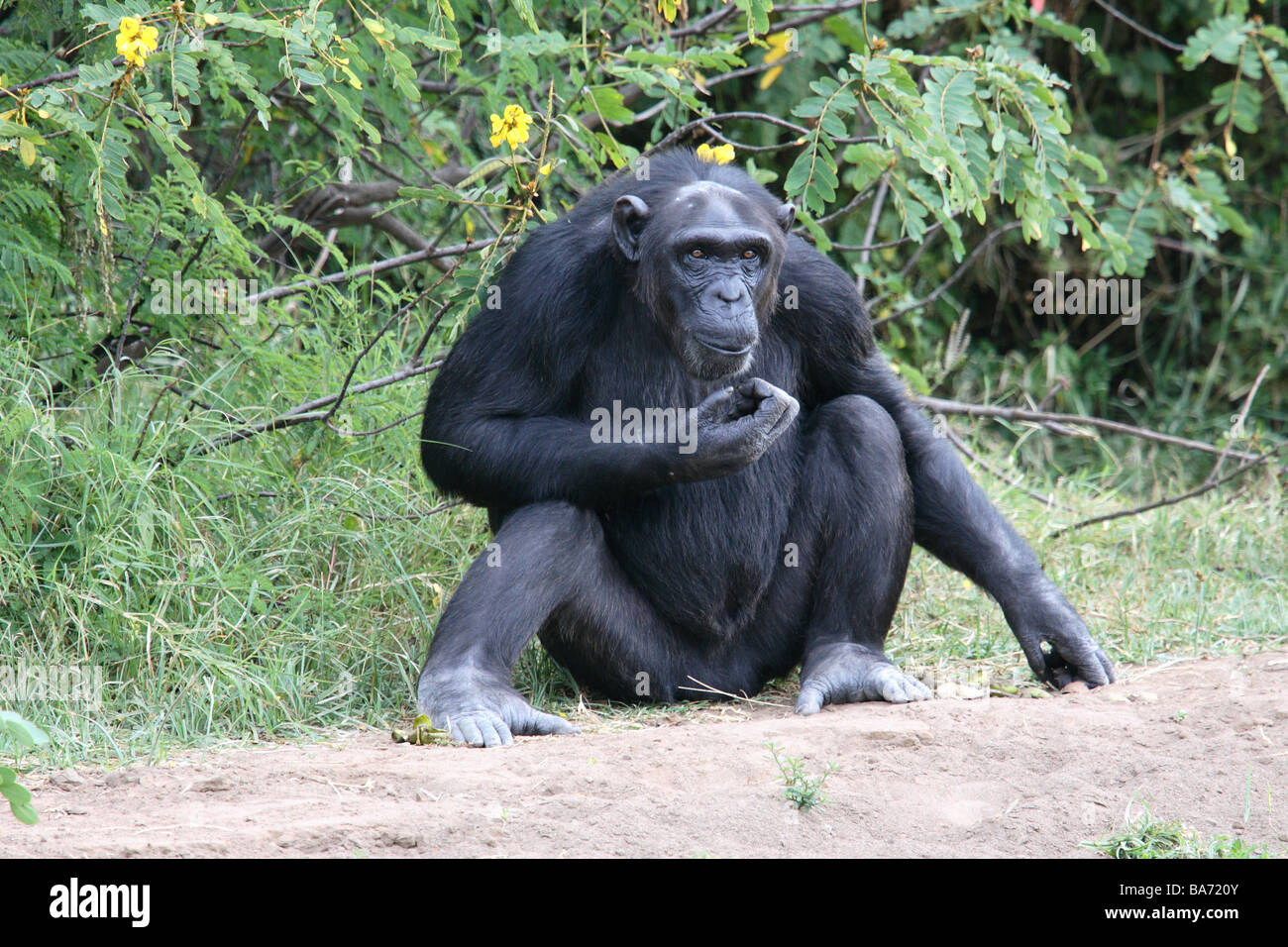 Chimpanzee pan troglodytes ground sits series Africa Kenya wildlife ...