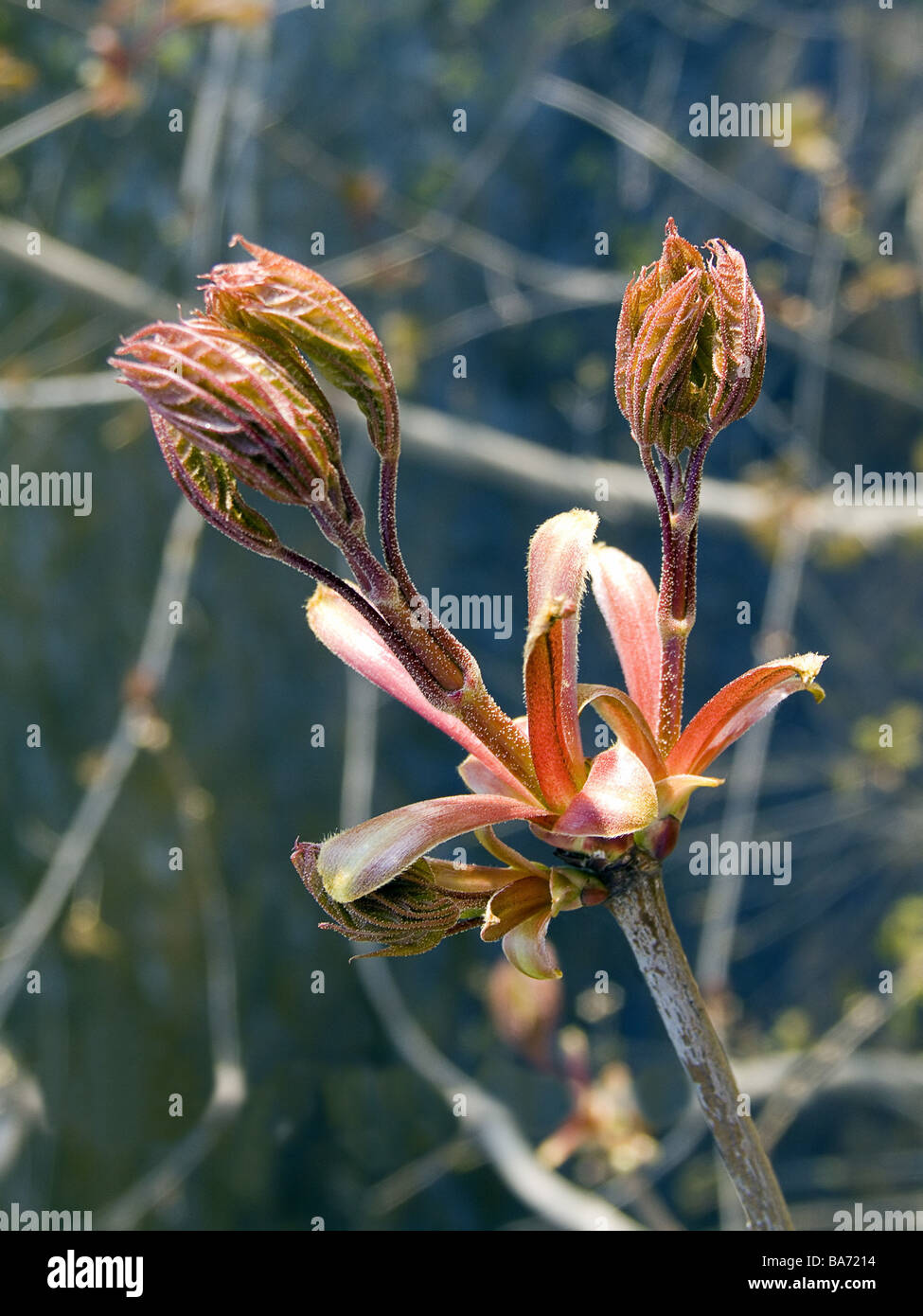 Tree maple detail branch instinct leaves development spring nature ...